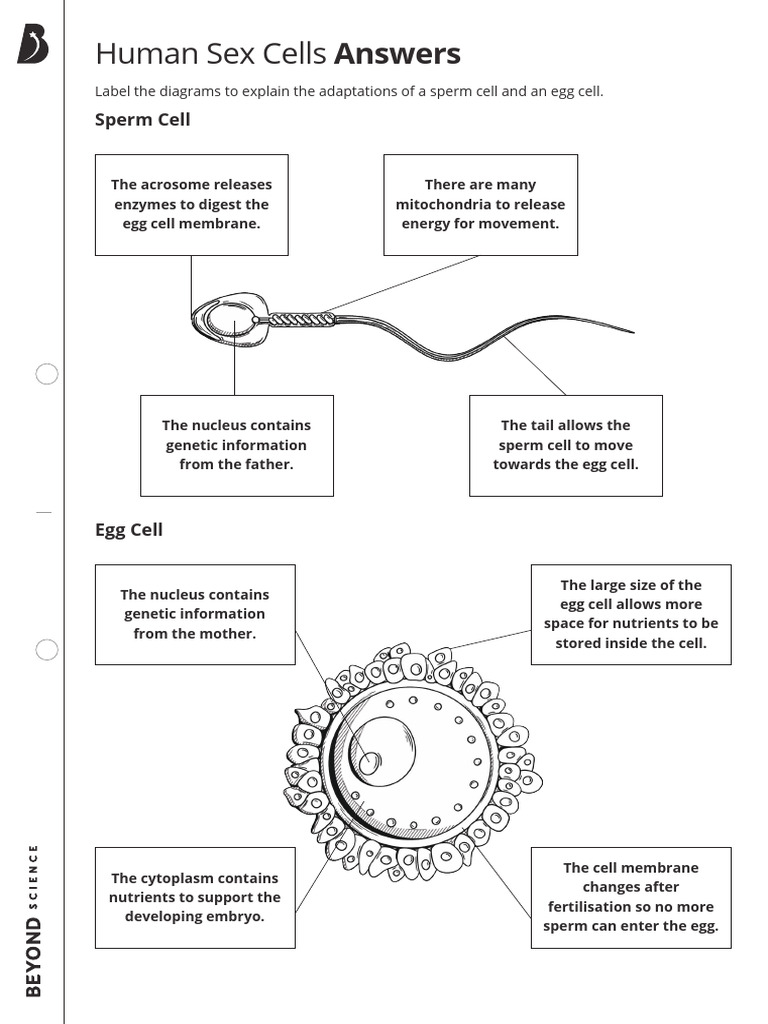 Human Sex Cells Worksheet Answers | PDF