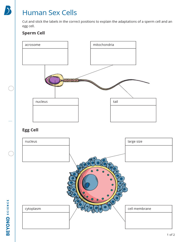 Human Sex Cells Worksheet Support | PDF