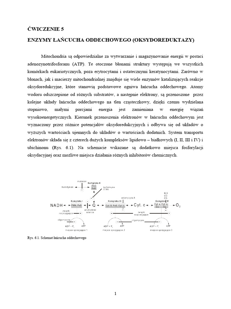 Cwiczenie V Lancuch Oddechowy | PDF