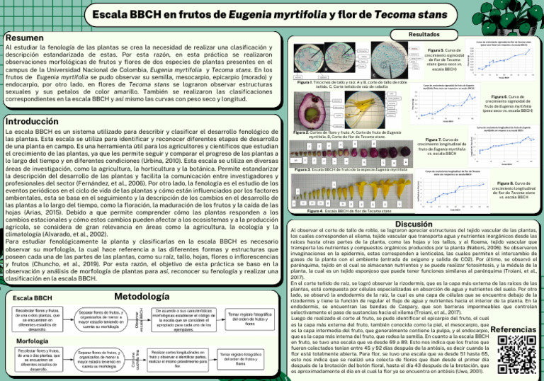 Póster 2. Escala BBCH en Semilla y Frutos | PDF