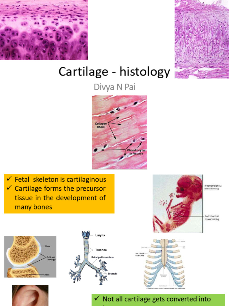 Histology of Cartilage Types | PDF