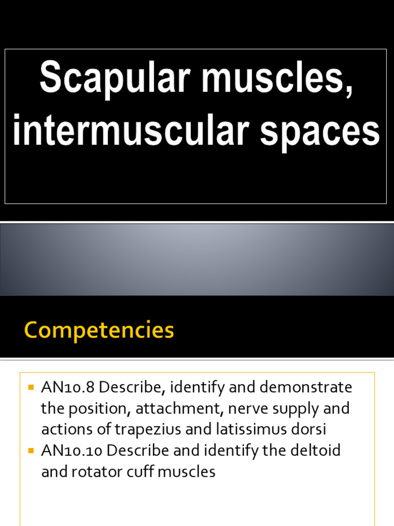 Scapular Muscles, IM Spaces | PDF