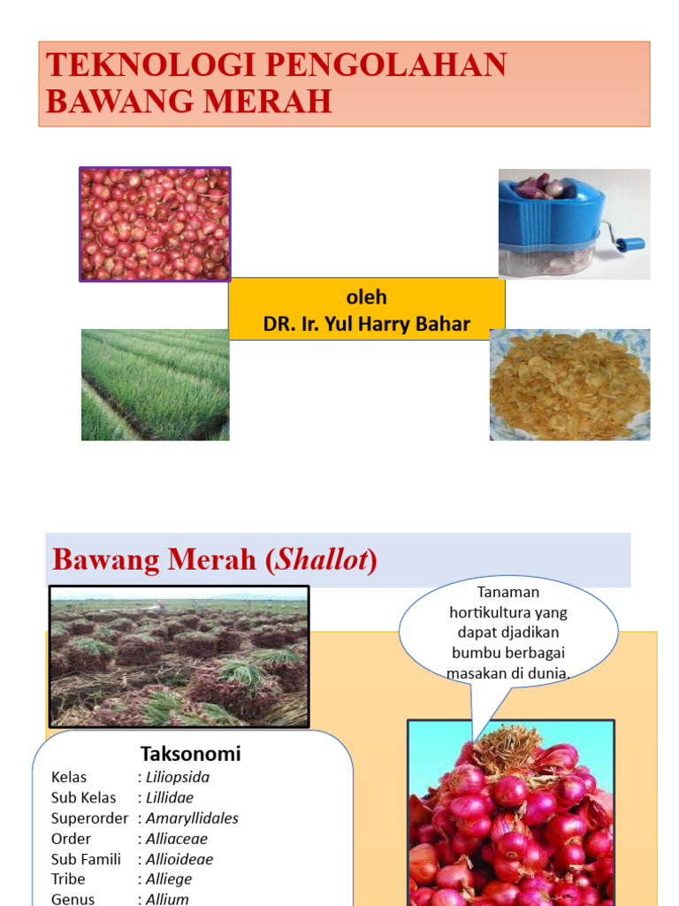 Teknologi Pengolahan Bawang Merah | PDF
