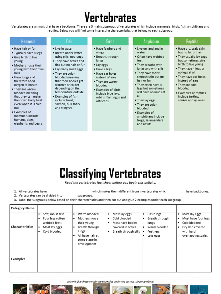 Vertebrates: Mammals Fish Birds Amphibian Reptiles | PDF | Invertebrate ...