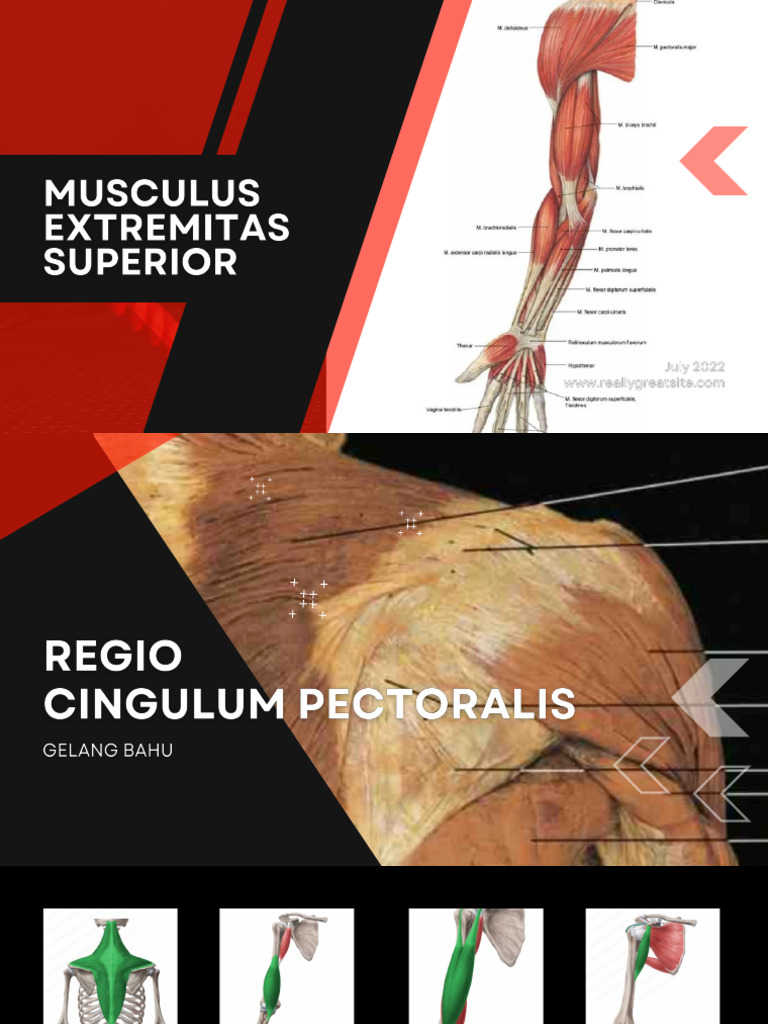 Musculus Extremitas Superior | PDF