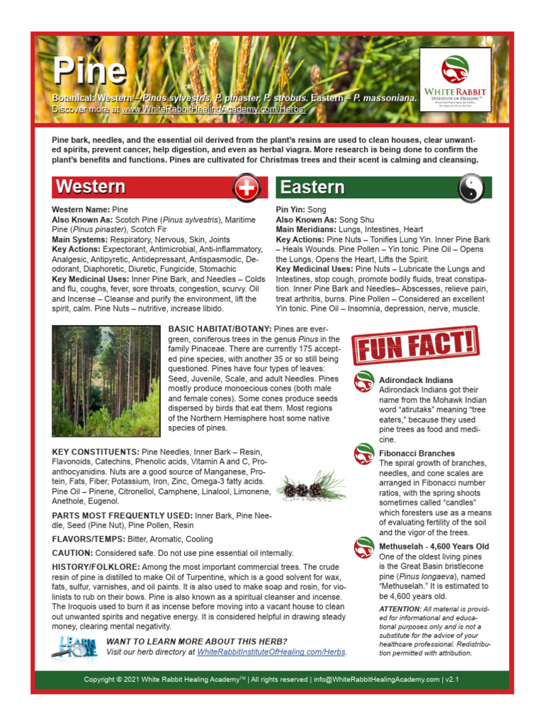 Herb Pine | PDF | Pine
