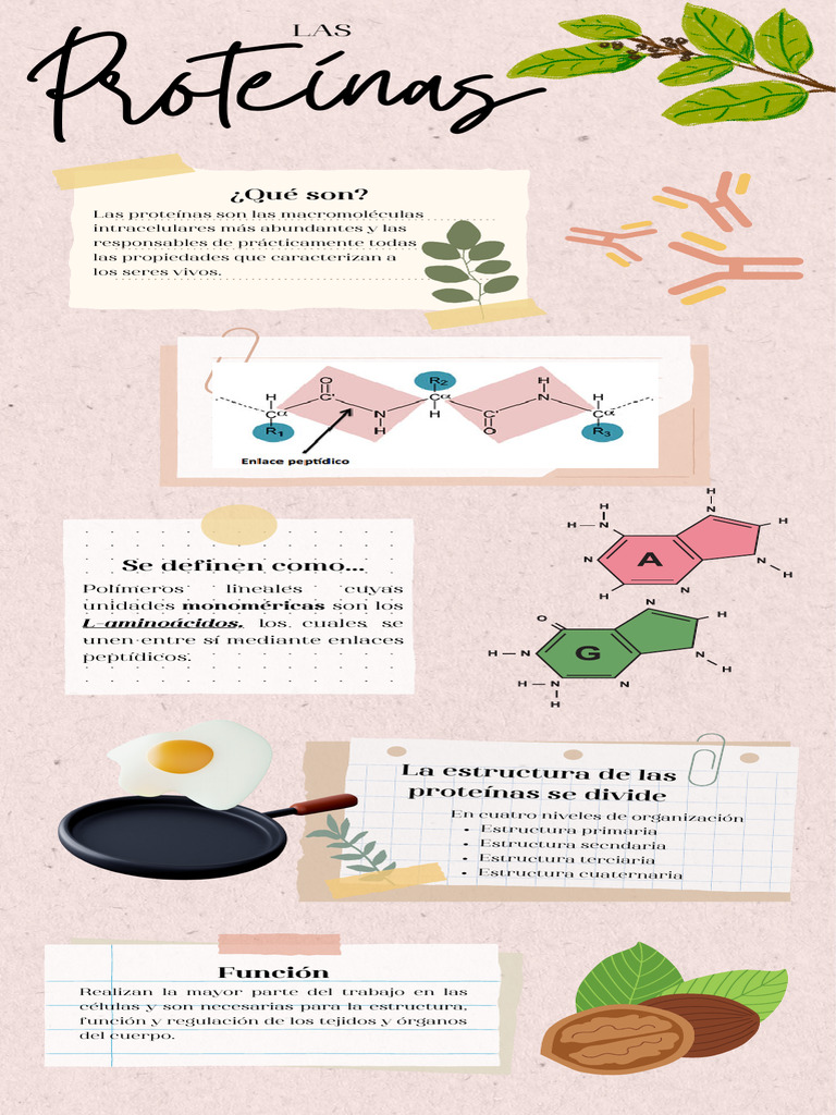 Repaso Biología | PDF | Evolución | Seleccion natural