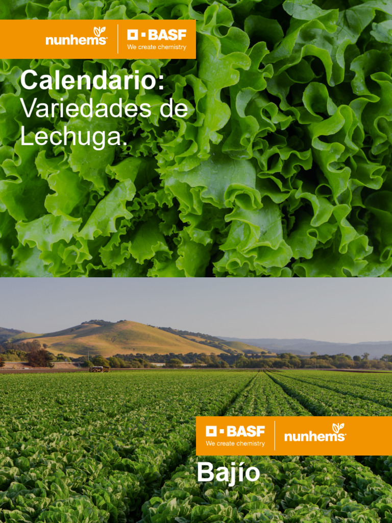 Calendario Lechugas Nunhems | PDF | Hoja | Plantas