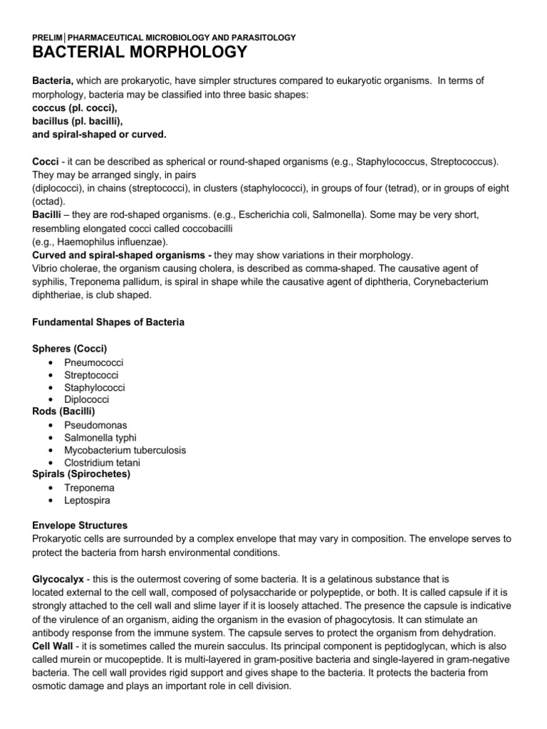 1.3 Bacterial Morphology | PDF