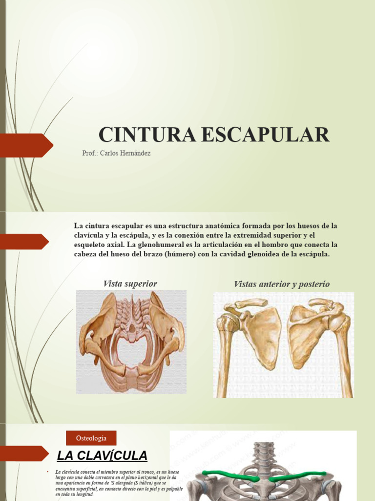 Anatomía de la Cintura Escapular | PDF | Hombro | Articulación