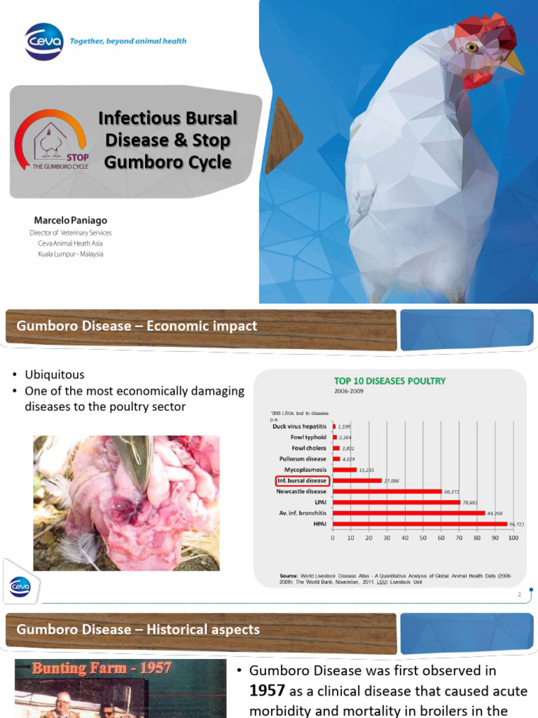Gumboro Disease: Impact and Solutions | PDF | Causes Of Death | Animal ...