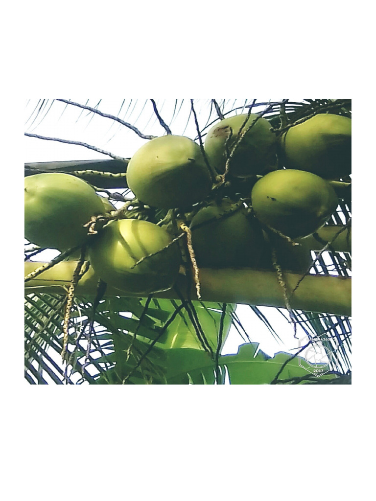 Coconut | PDF