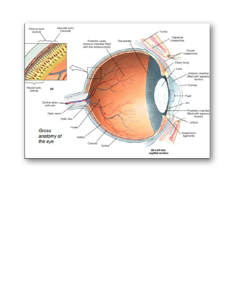 Anatomy of The Human Eye | PDF