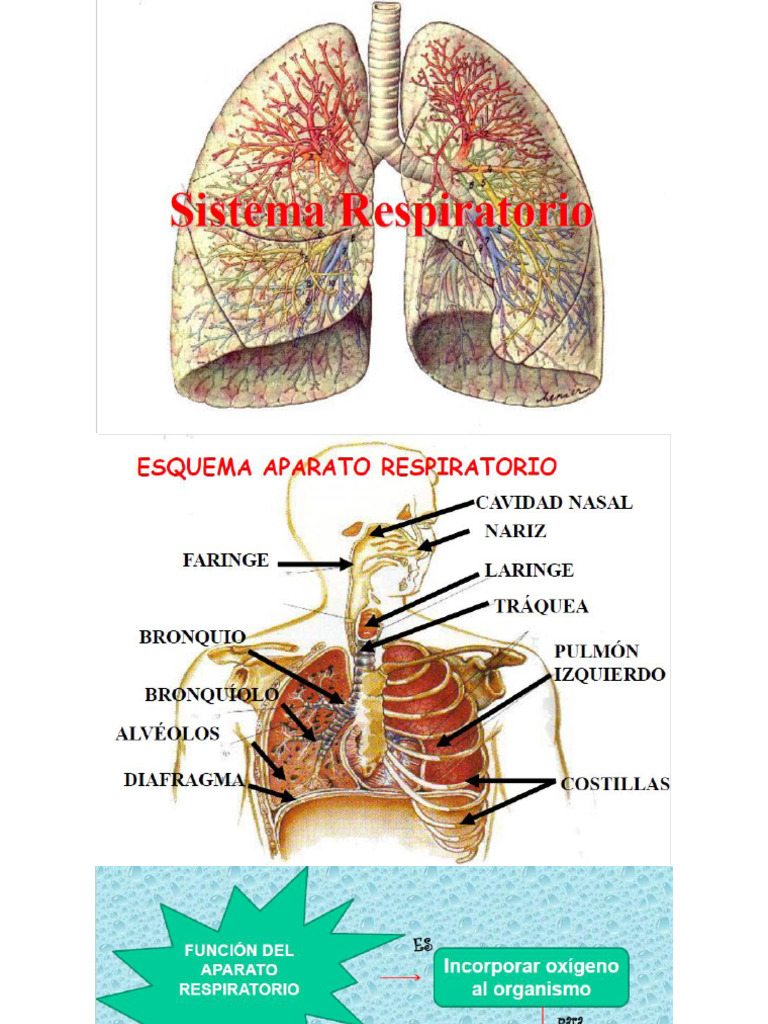 Sist. Respiratorio Act. | PDF
