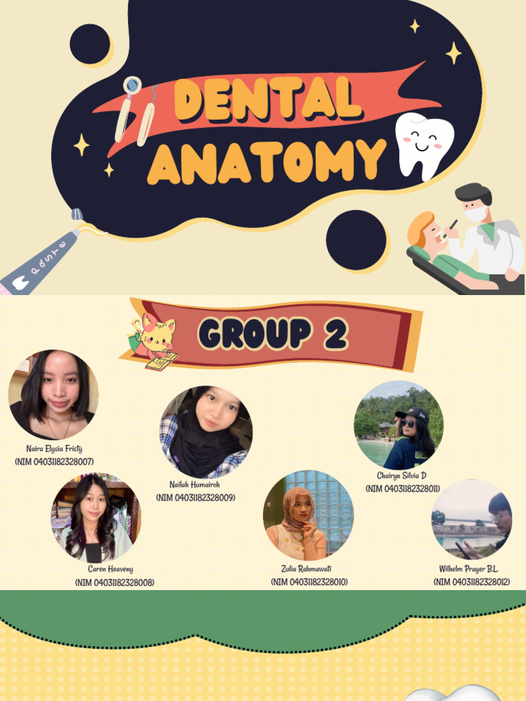 Understanding Tooth Anatomy and Functions | PDF