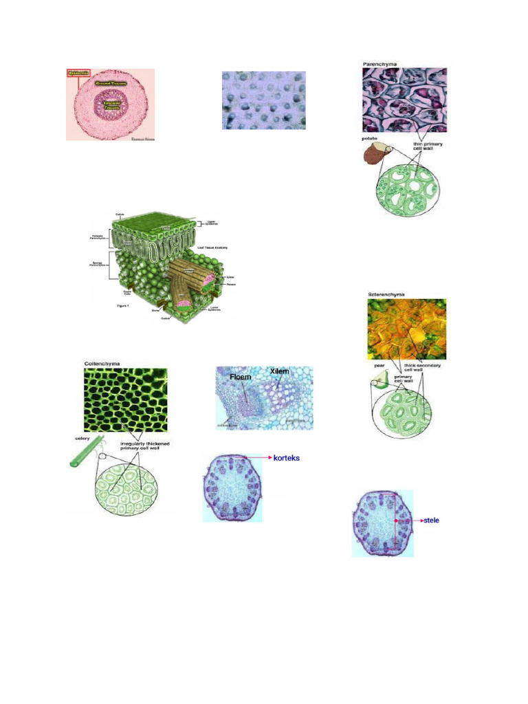 Biologi Jaringan Tumbuhan | PDF