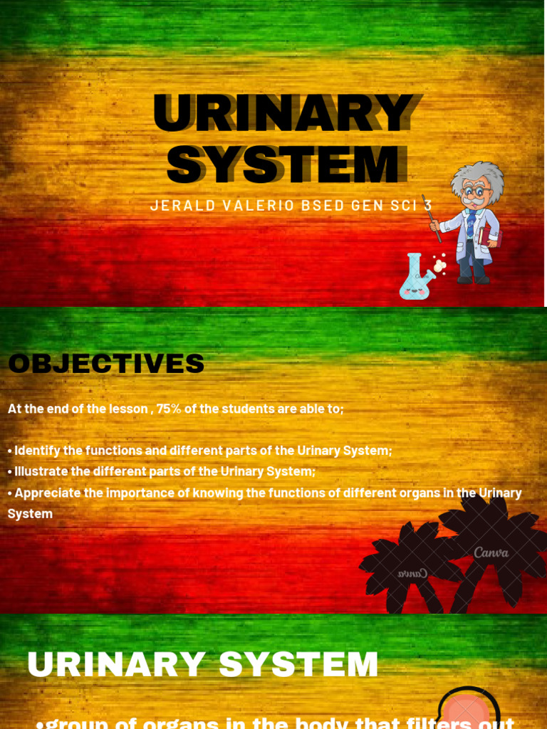 Urinary System | PDF
