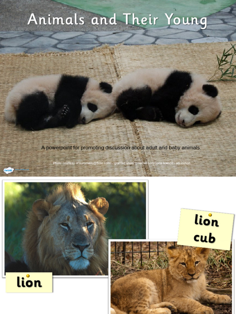 Animal - Babies Offspring | PDF