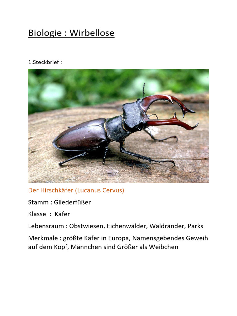 Biologie Steckbriefe | PDF