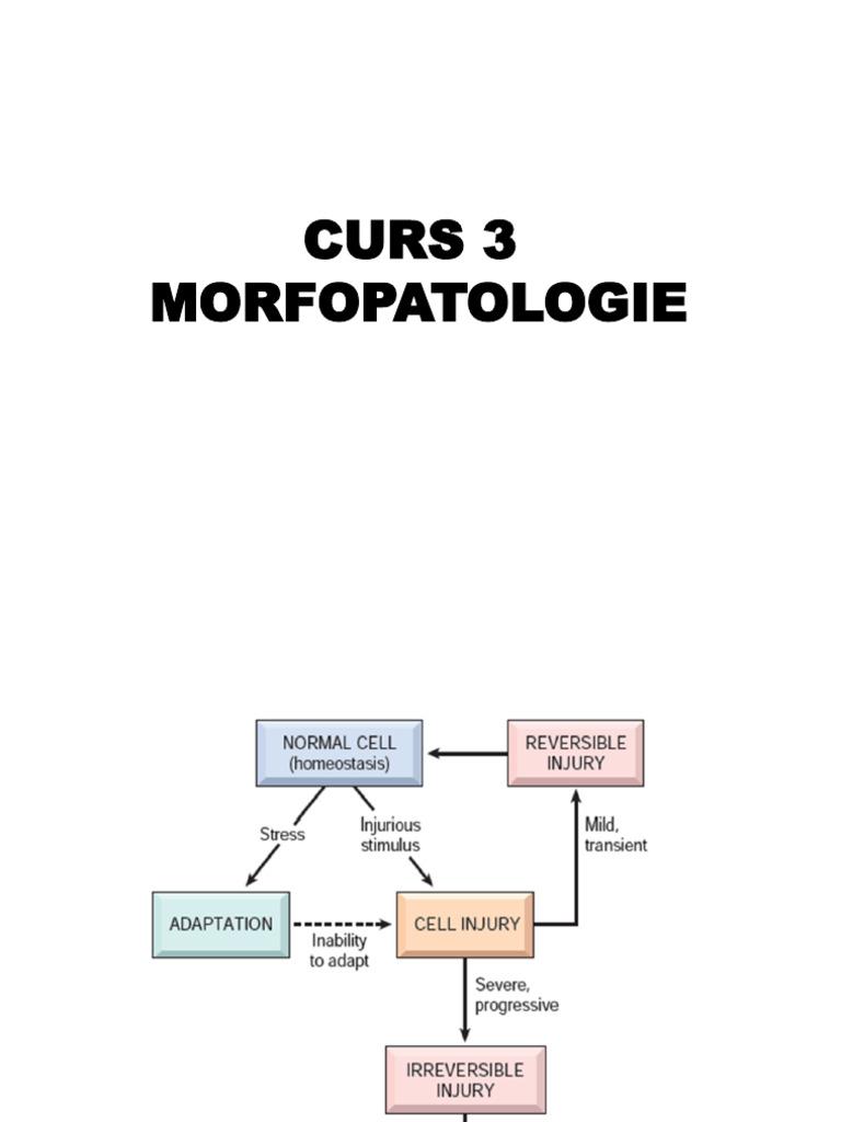 Curs 3 Mgiii | PDF