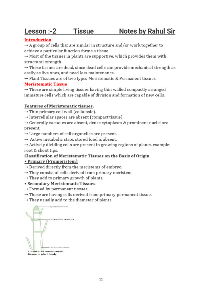 Plant Tissue Types and Functions Explained | PDF | Tissue (Biology) | Leaf