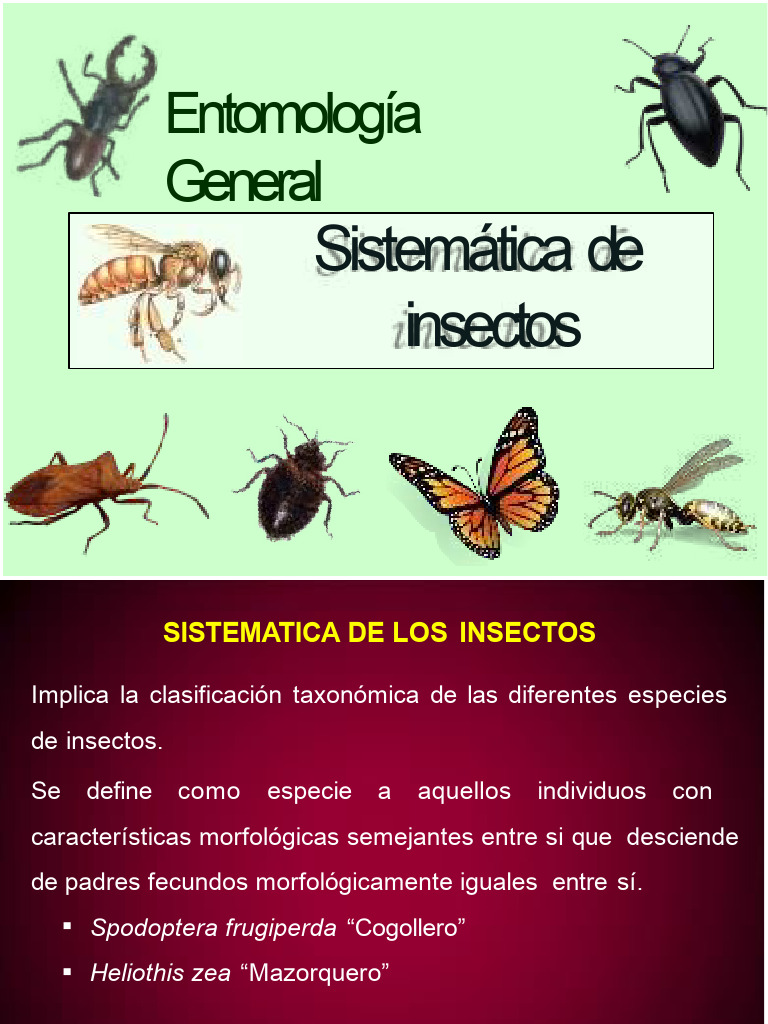 Órdenes de Insectos | PDF
