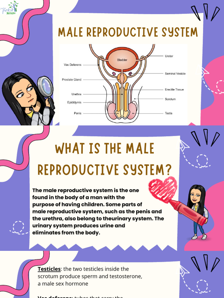Male Reproductive System and Its Parts | PDF