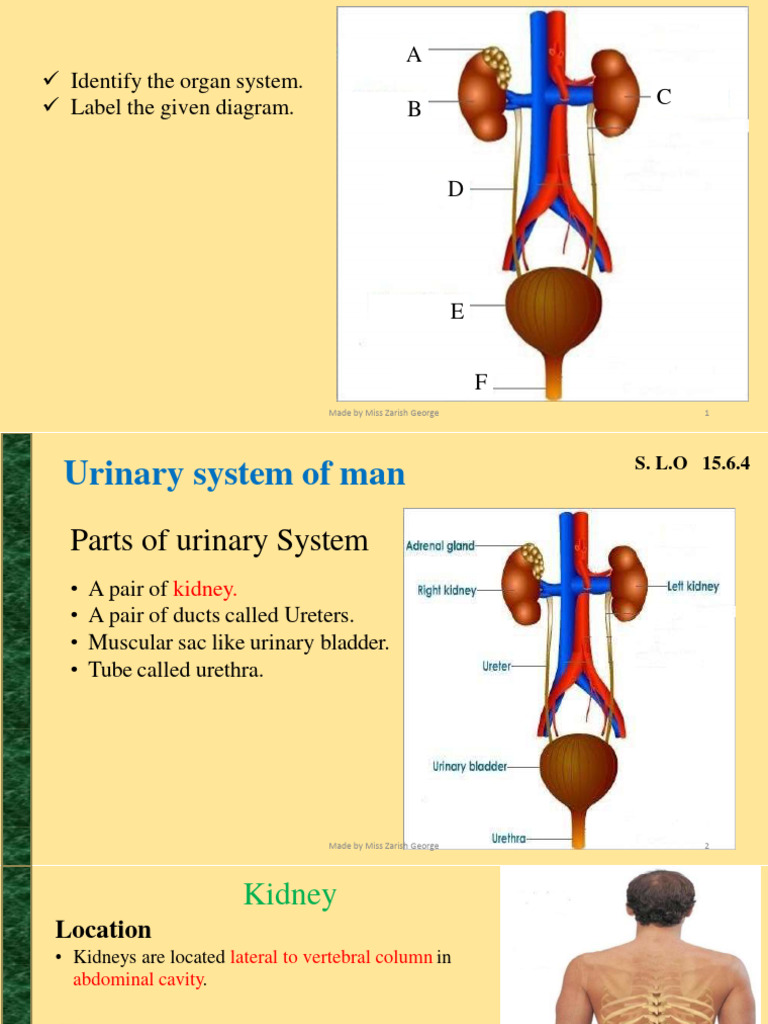 A B C Identify The Organ System. Label The Given Diagram | PDF