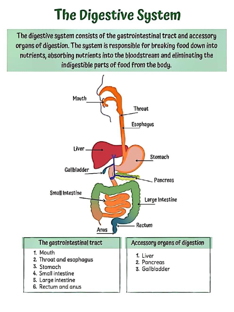 Digestive System | PDF