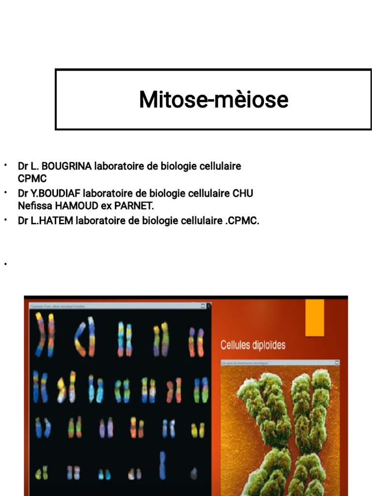 Cours Mitose Meiose | PDF