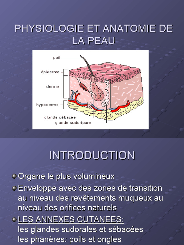 Physiologie Et Anatomie de La Peau | PDF