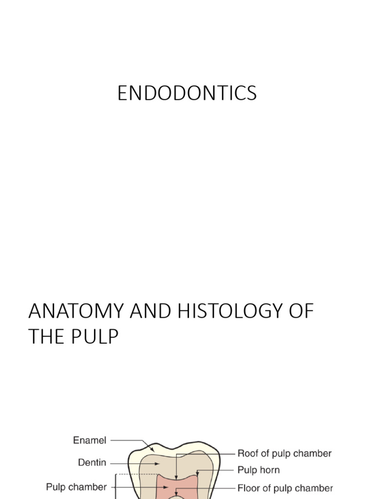 Endo Basic Comprehensive Review | PDF