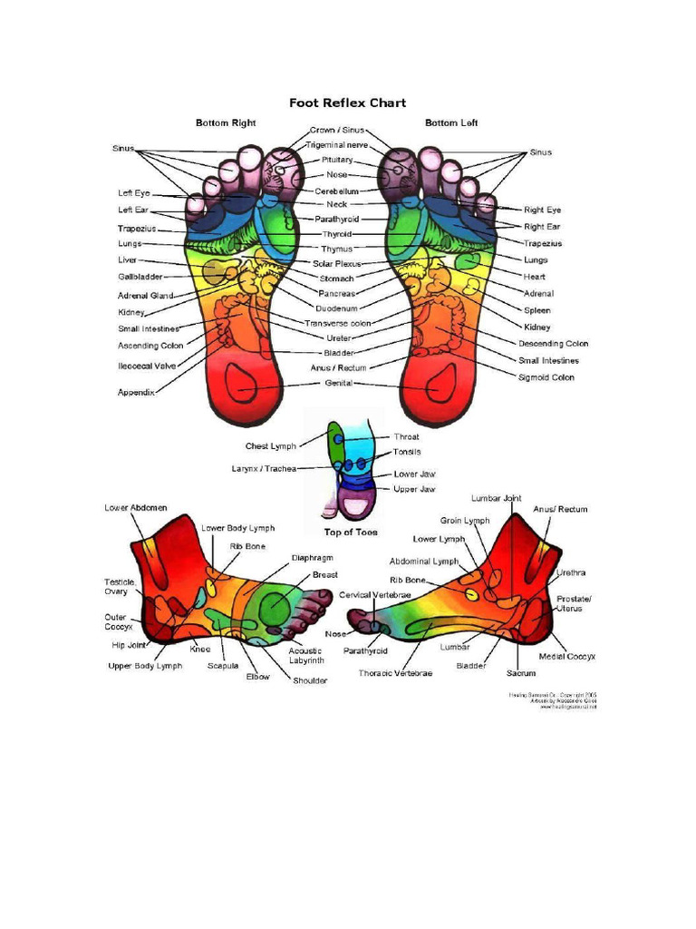 Talpa Reflexoterapie | PDF