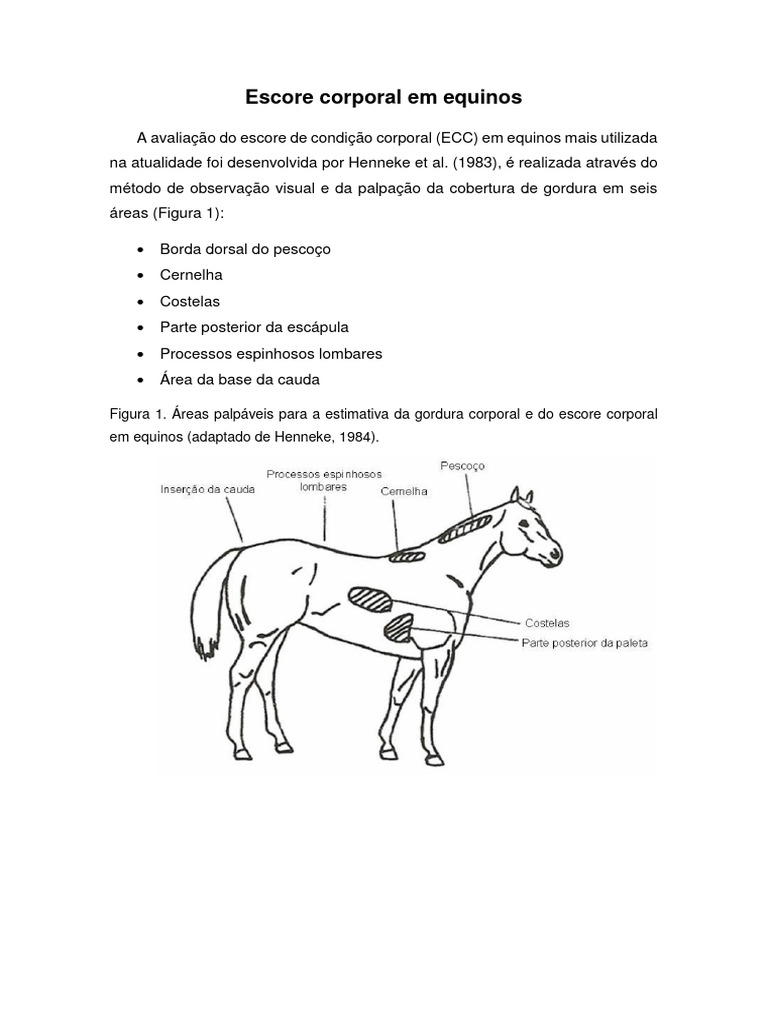 Escore Corporal em Equinos | PDF