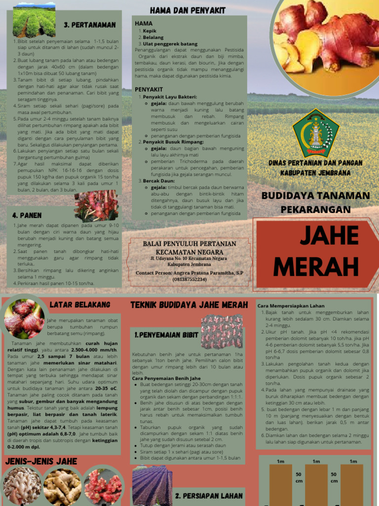 Leaflet Jahe Merah | PDF