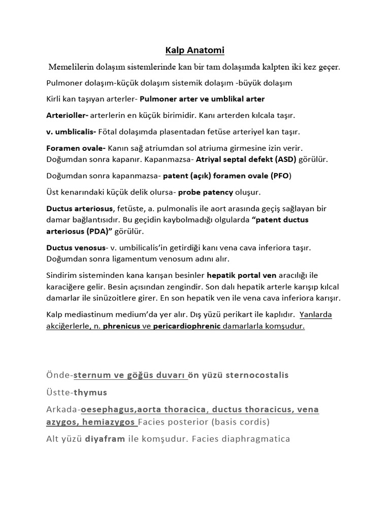 Kalp Anatomi | PDF