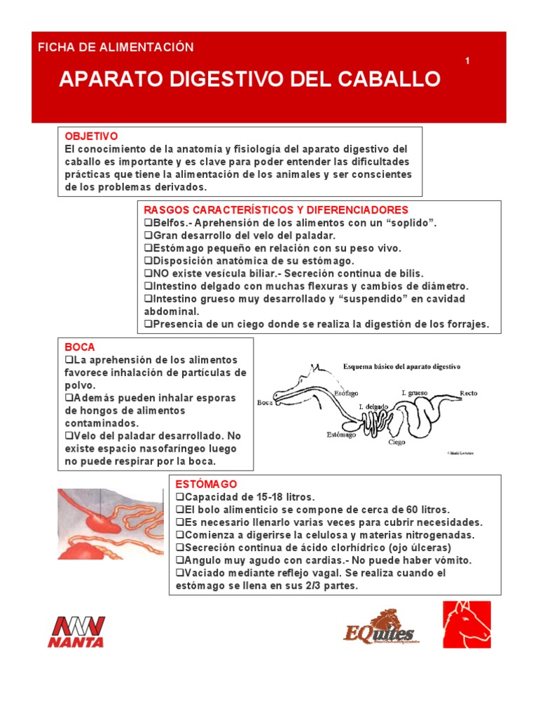 901 Aparato Digestivo Del Caballo | PDF | Sistema digestivo humano ...