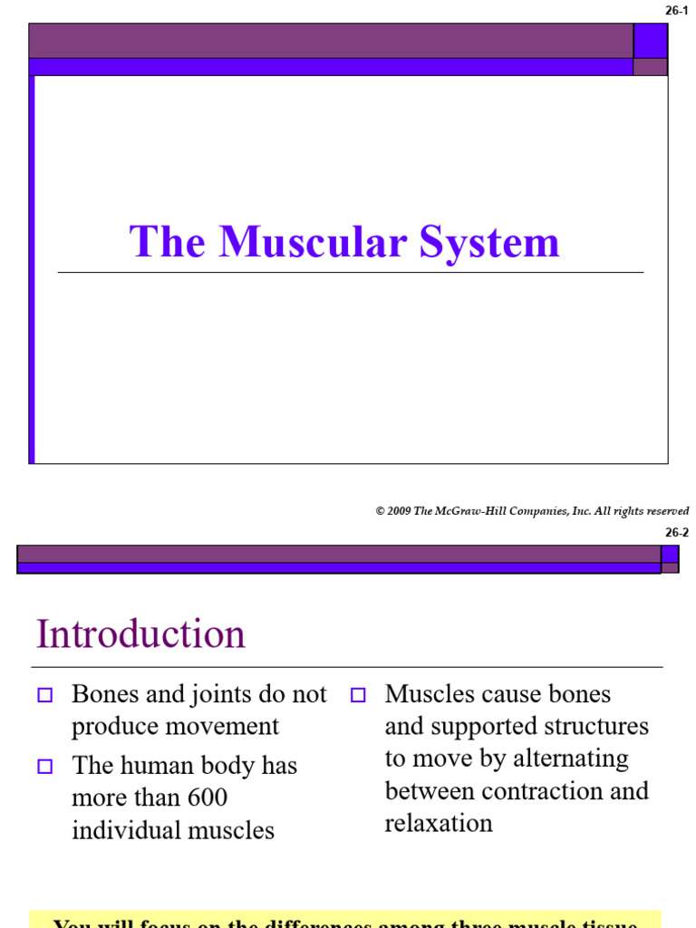 The - Muscular - System - For Students | PDF | Human Leg | Anatomical ...