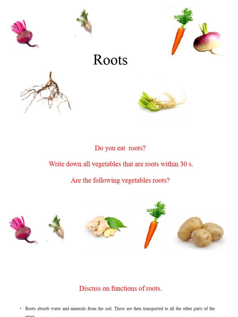 Roots | PDF
