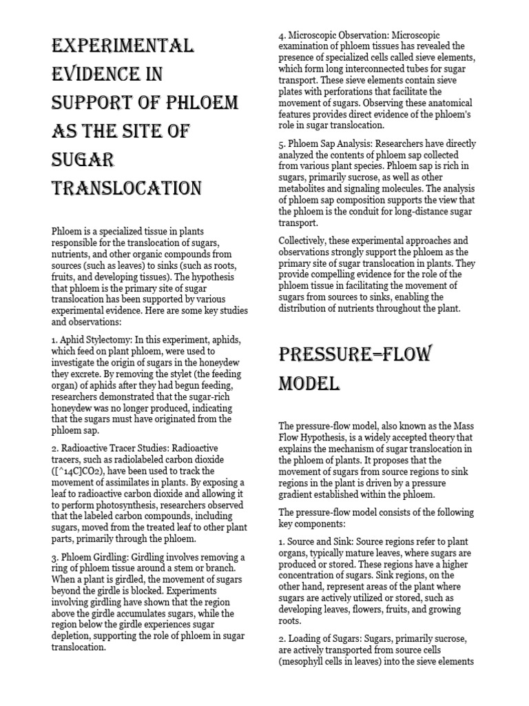 Translocation in The Phloem | PDF | Organisms | Branches Of Botany
