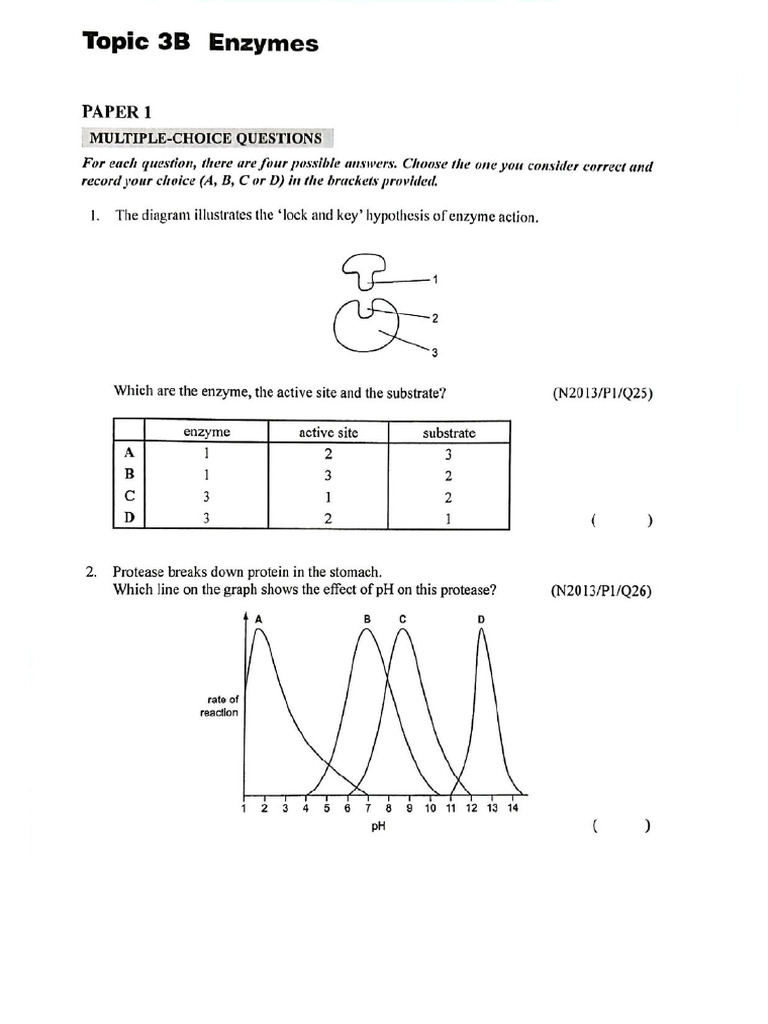 Topic 3B - Enzymes | PDF