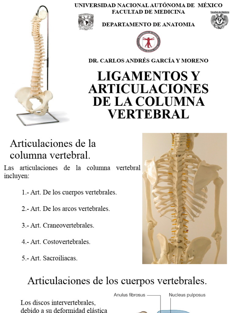Ligamentos y Articulaciones de La Columna Vertebral 2023 | PDF