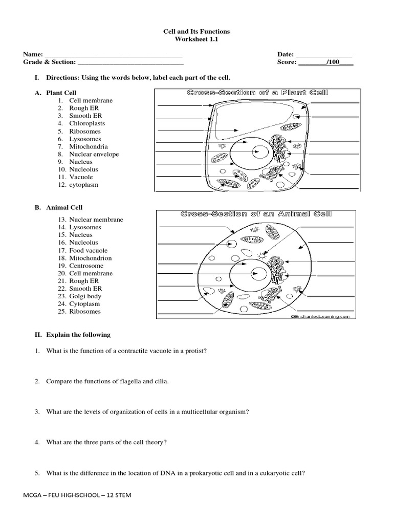 Worksheet 1 Cell and Its Functions REVIEWER | PDF
