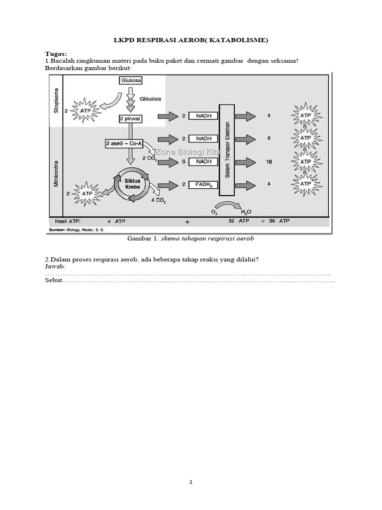 LKPD Respirasi Aerob 2023 | PDF