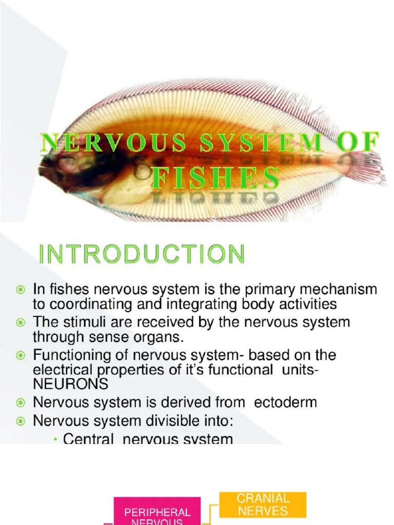 Nervous System of Fishes | PDF