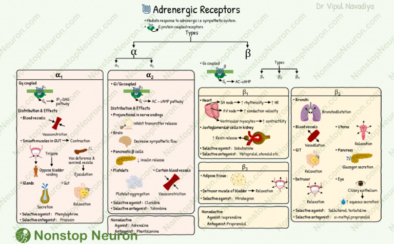 Adrenergic Receptors PDF Poster | PDF