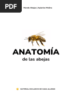 Anatomia de La Abeja | PDF | Abejas | Insectos