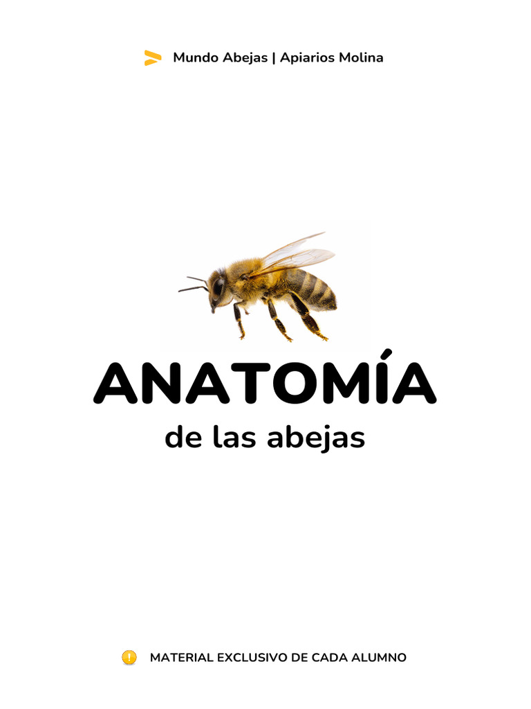 CRIA DE REINAS 1. Anatomia de La Abeja | PDF | Estudios de idiomas ...