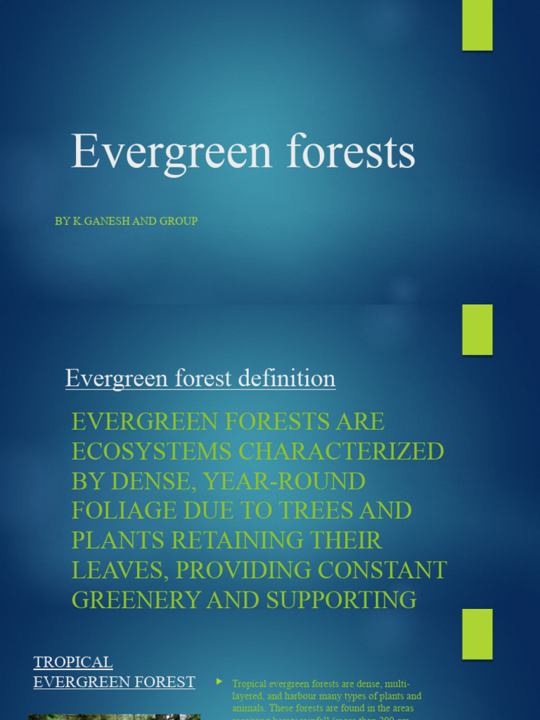 Evergreen Forest (Final) | PDF