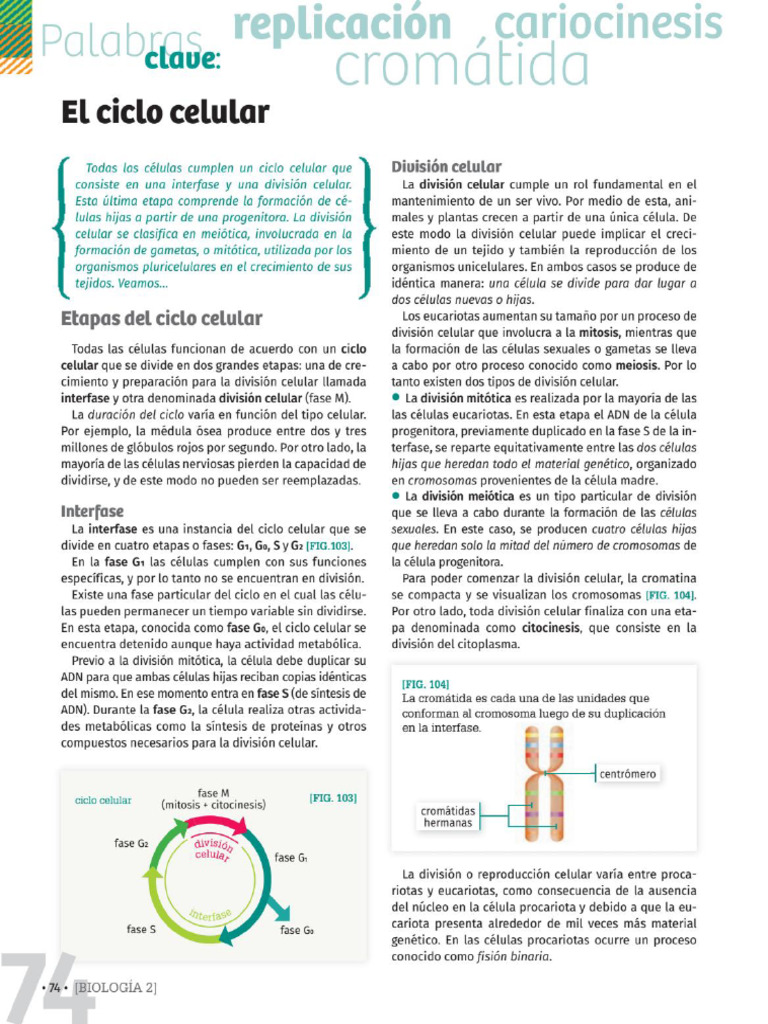 Ciclo Celular Completo | PDF
